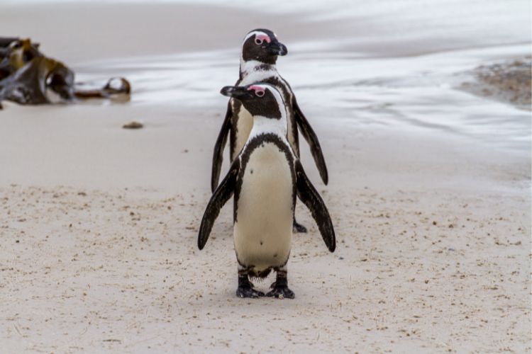 The 20 best things to do in Port Elizabeth | Daddy's Deals