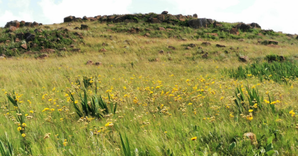 Things to do in Dullstroom | Daddy's Deals