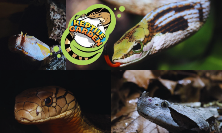 Reptile Garden Entry for 4 in Cape Town – Fun Family Day Out